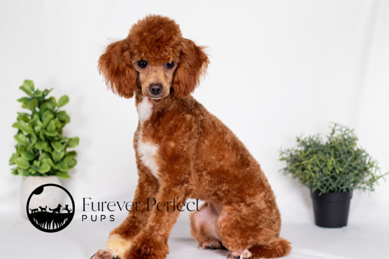 Hazel Female Poodle - Furever Perfect Pups